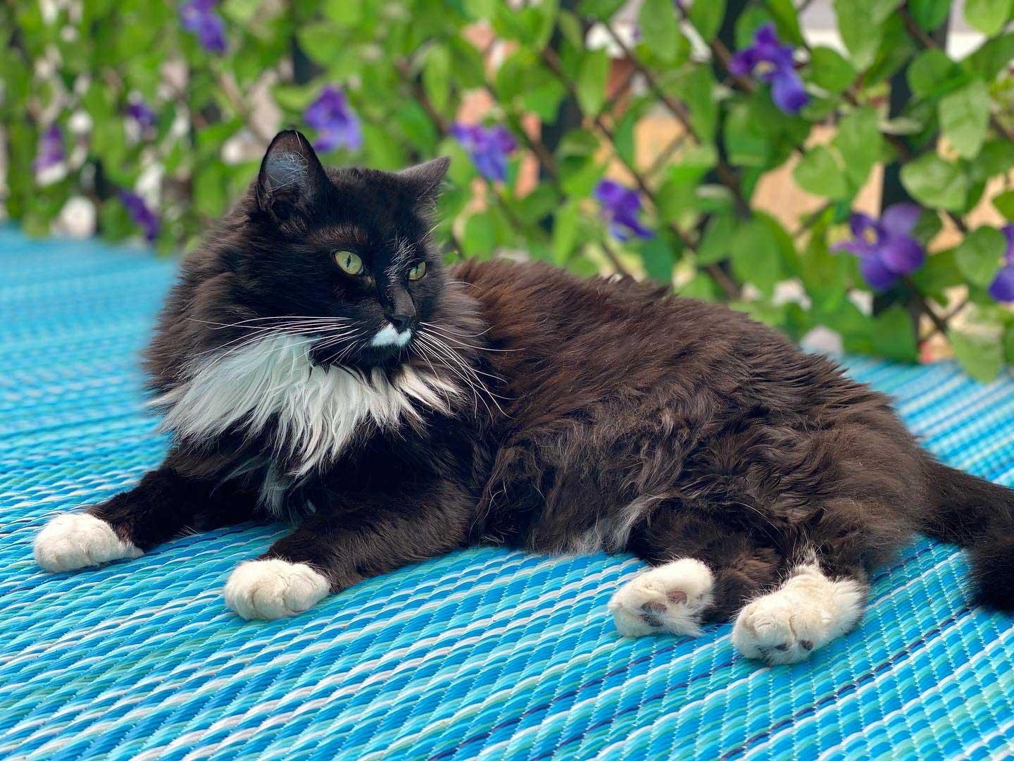 Adopting a Cat for the First Time?